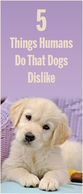 5 Things Humans Do That Dogs Dislike ~ AROUND THE PLANET