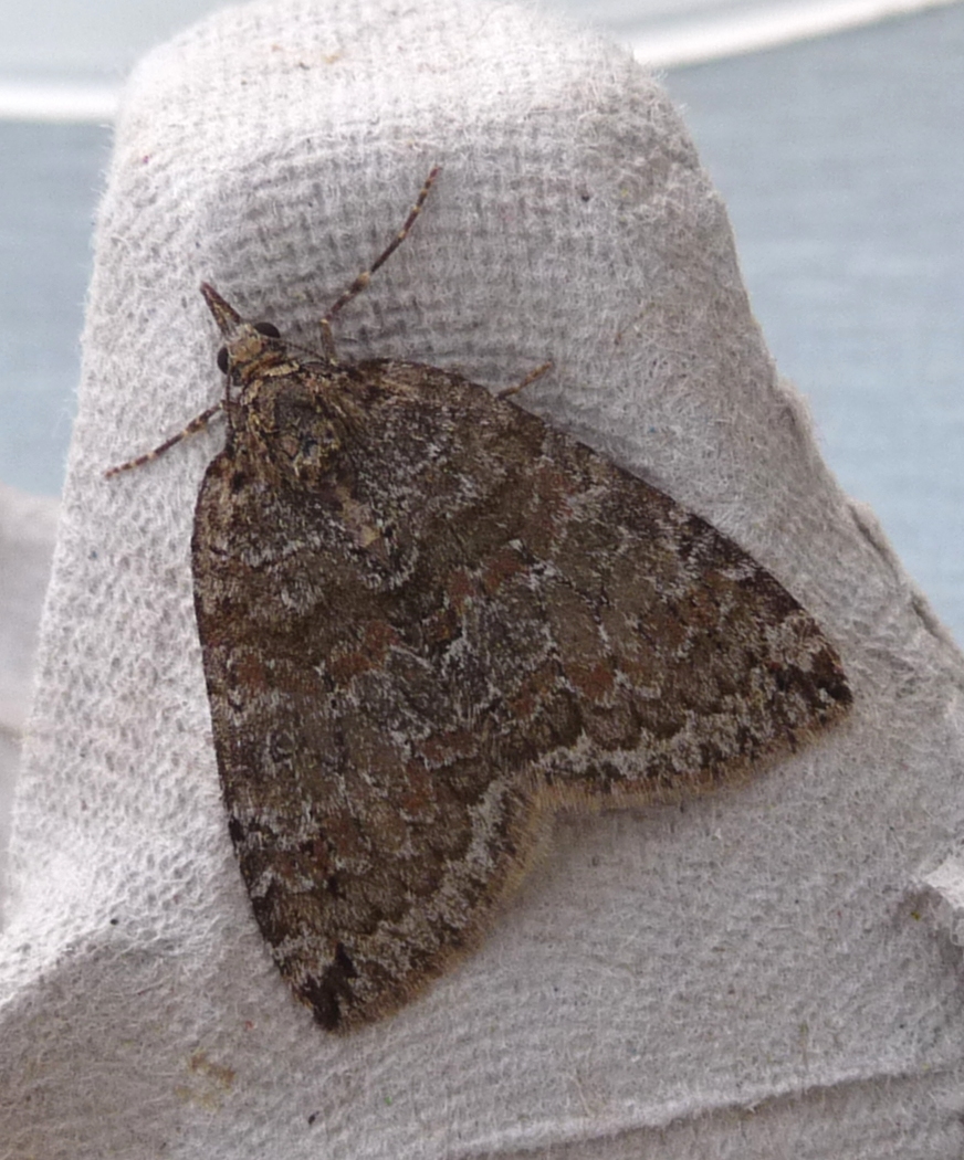 Ceredigion Moths: Ruddy highflyers