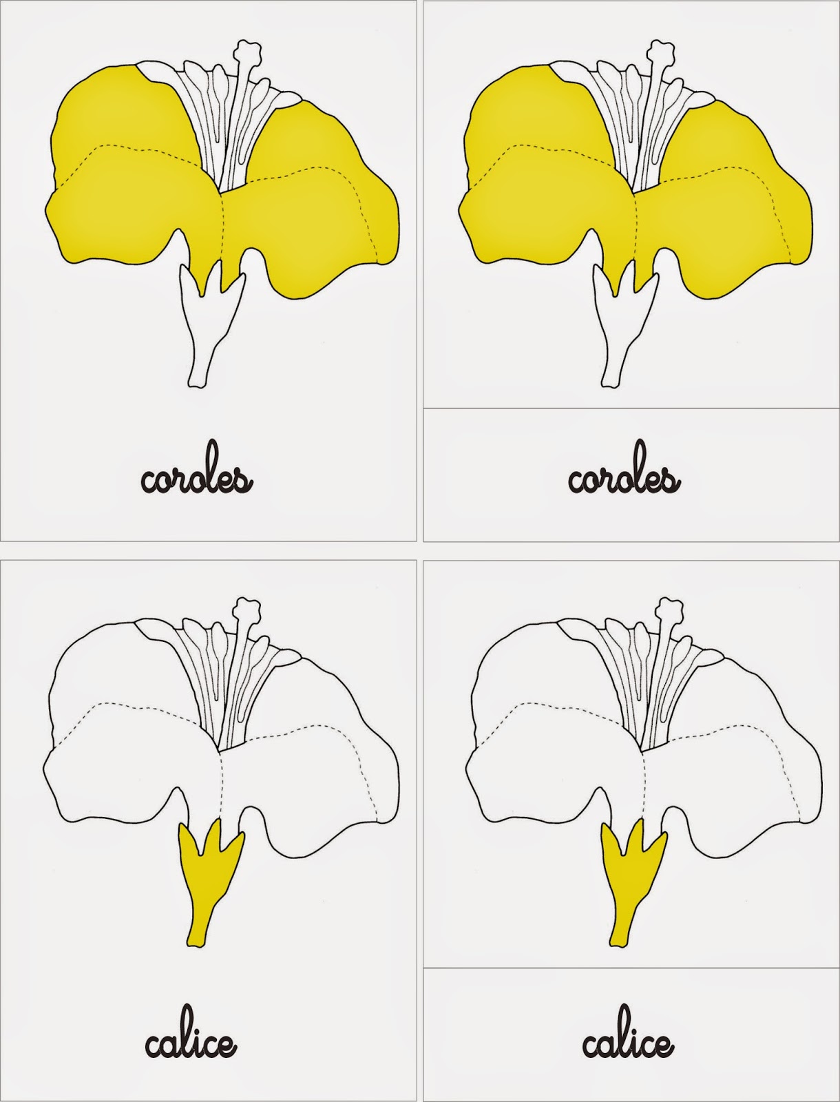 ma petite fabrique montessori: cartes de nomenclatures parties de la fleur