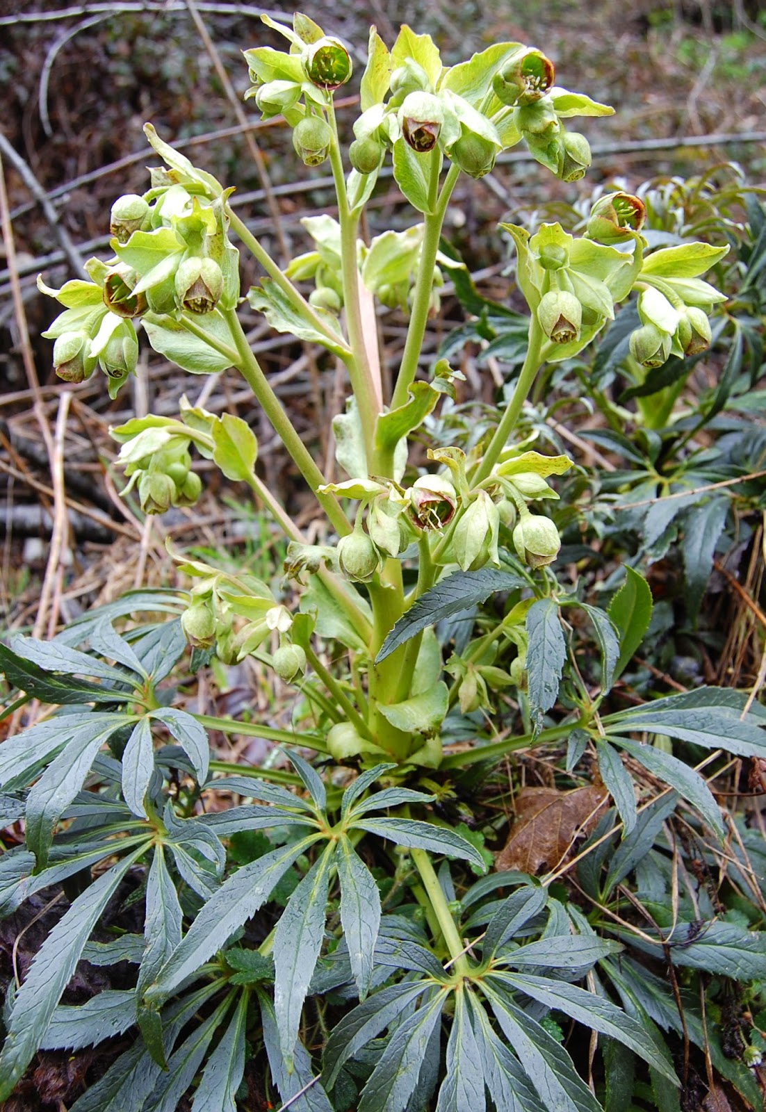 FLORA DEL VALLE DE LACIANA: Helleborus foetidus L