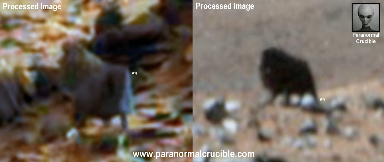 Strange Creature Spotted On Mars?