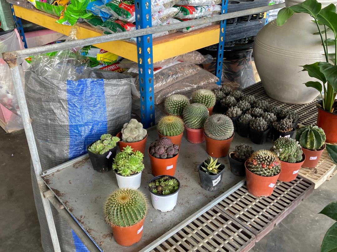 Kedai Pokok Bunga Murah di Banting, Selangor - Azwar Syuhada