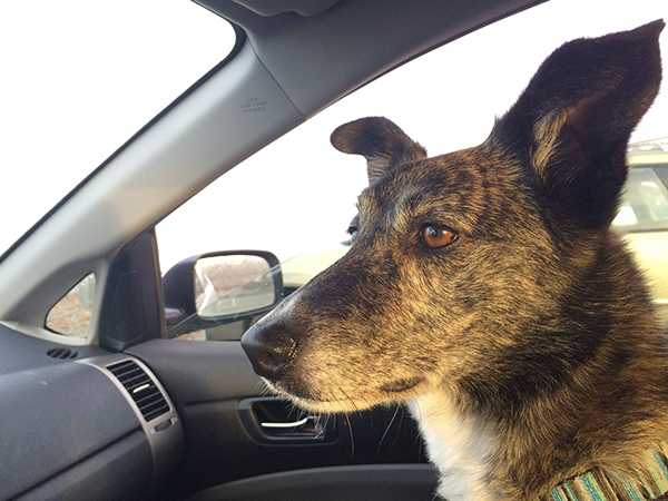 Road Trips for Dogs – Join Lexus, Sleepypod and A Girls Guide to Cars ...