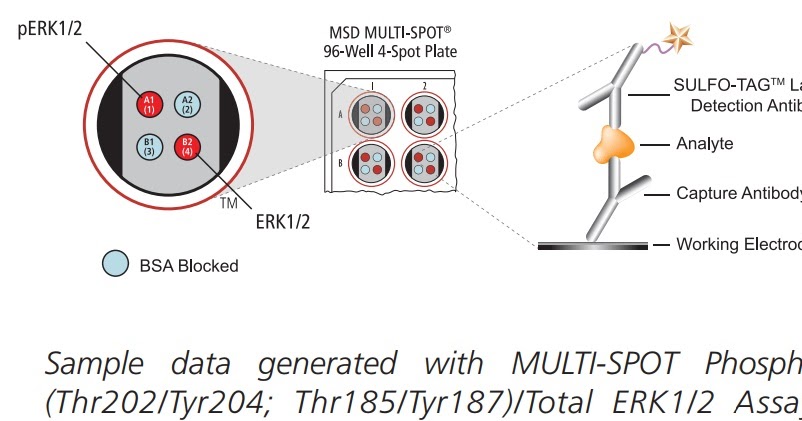 超靈敏電化學發光免疫分析技術 Electrochemiluminescence (ECL)_Intracellular signaling