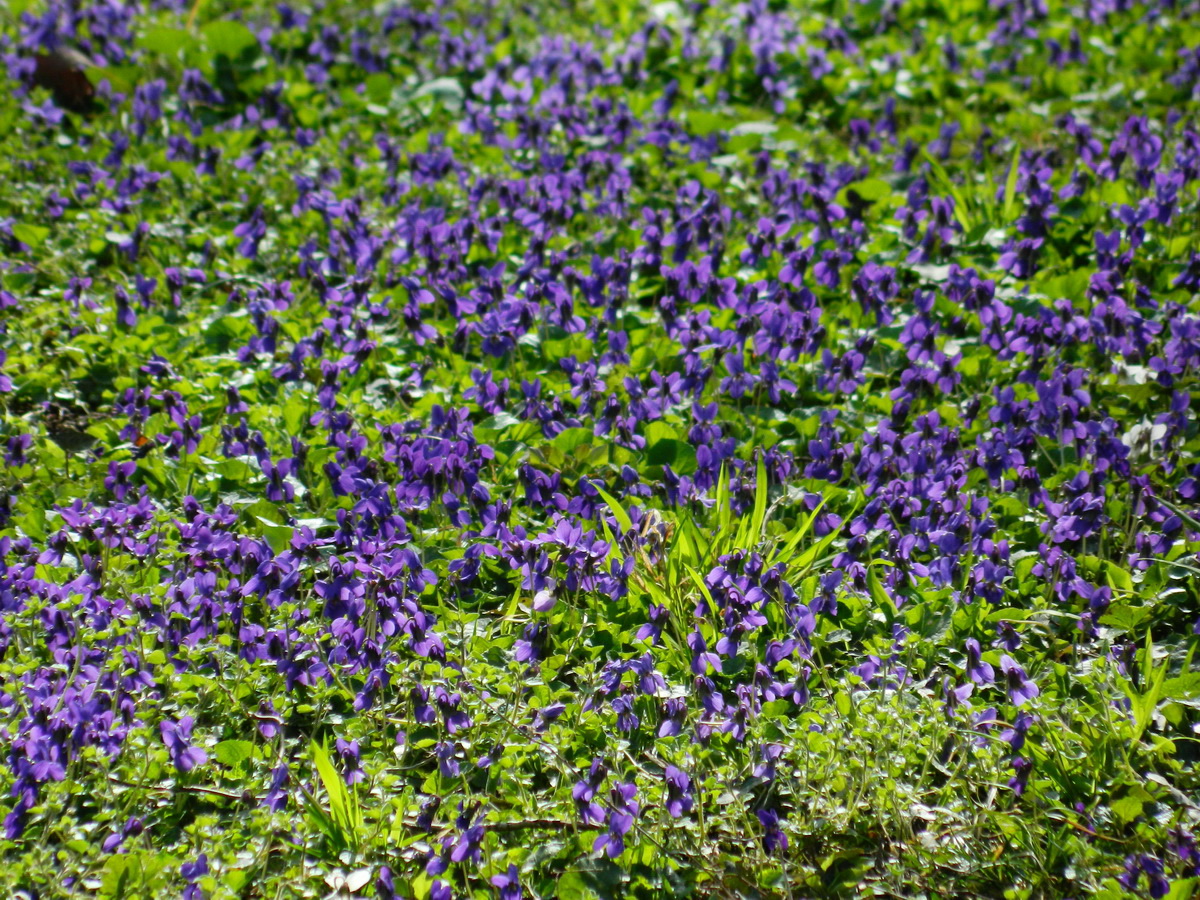 LA MULTI ANI, ROMANIA!: Toporasi