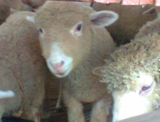 Peternak Domba Merino Yogyakarta - Jual Domba Merino Jogja - Peternakan ...