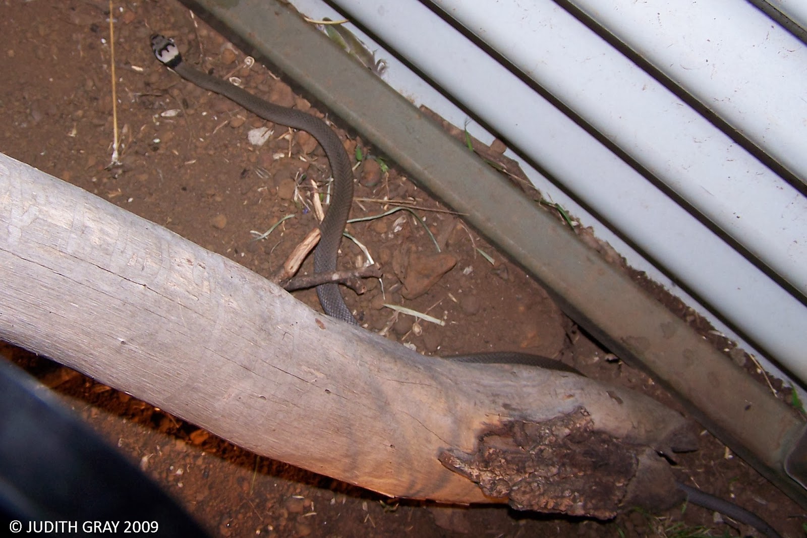Pale Headed Snake at Jarowair on Melbourne Cup Day 03/11/2009