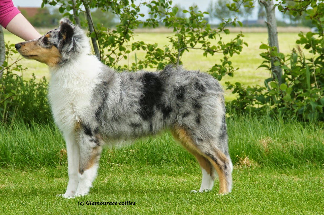 Glamourace Collies: Lucky, Glamourace Collies Viva Las Vegas Multi Champion