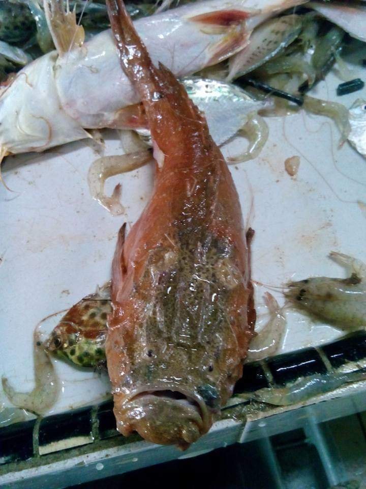 Fuh! Inilah Ikan Lepu Yang Boleh Membawa Maut