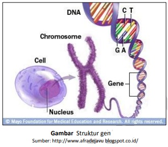 Pewarisan Sifat pada Makhluk Hidup (Bagian-2): Gen
