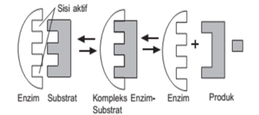 MATERI BIOLOGI KELAS XII BAB II A.METABOLISME DAN ENZIM - KOMPAS BELAJAR