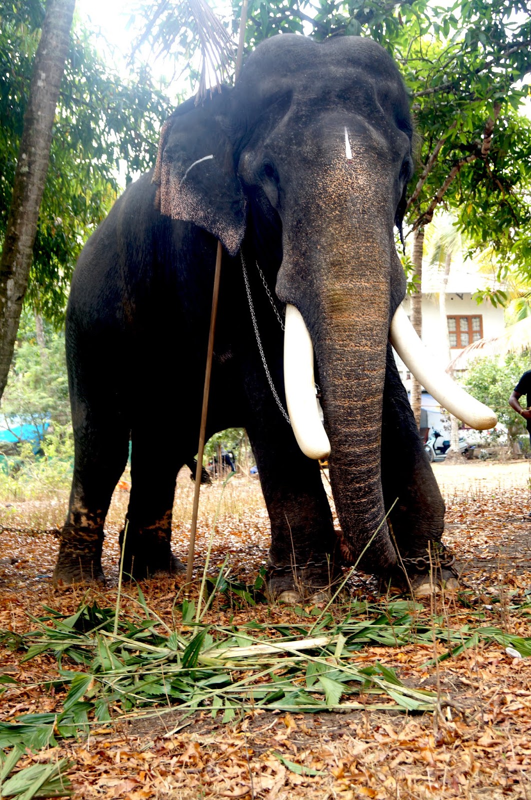 Pambady Rajan HD photos - Kerala elephant Pambady Rajan hd images