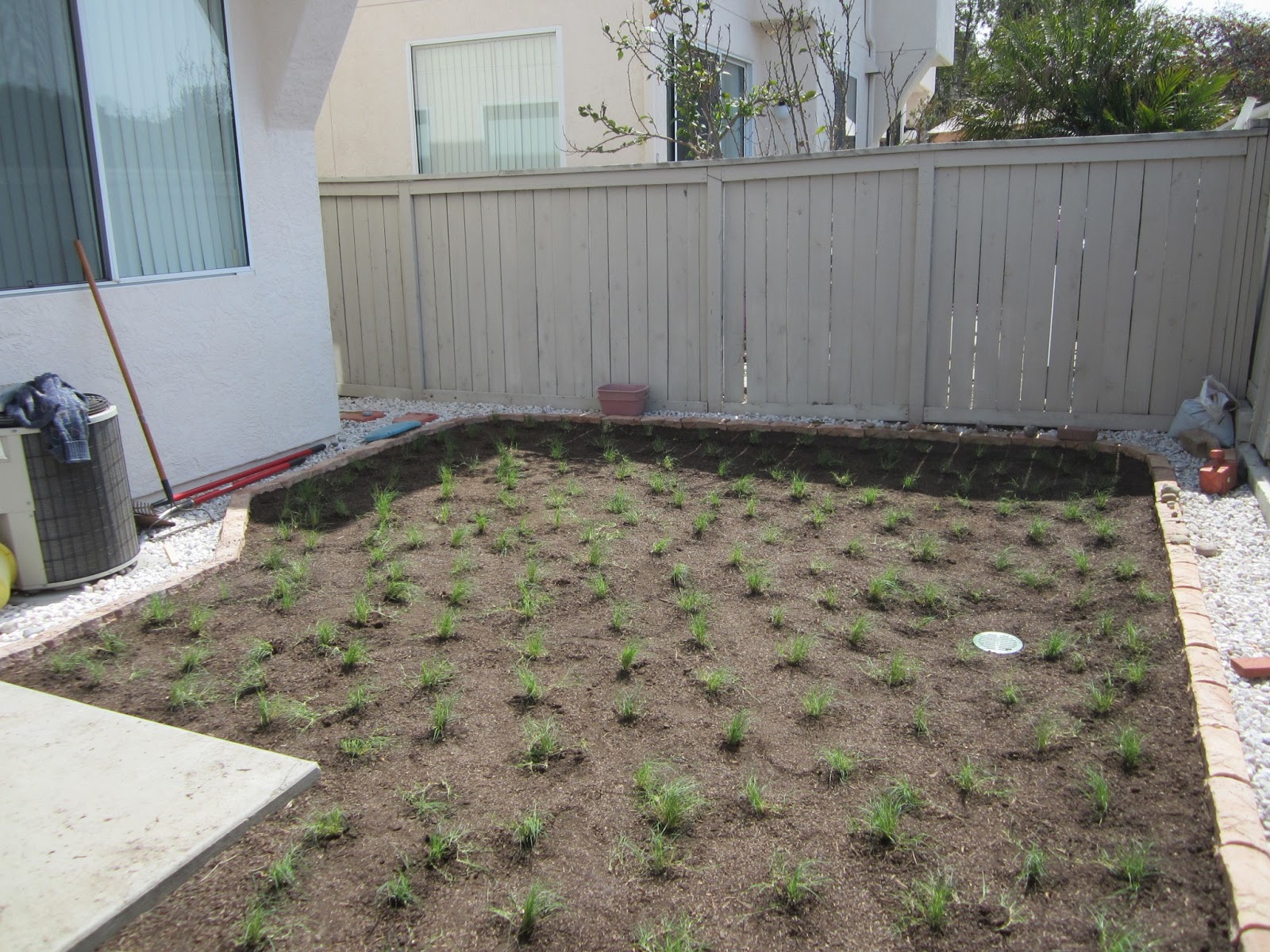 UC Verde Buffalo Grass: Planting
