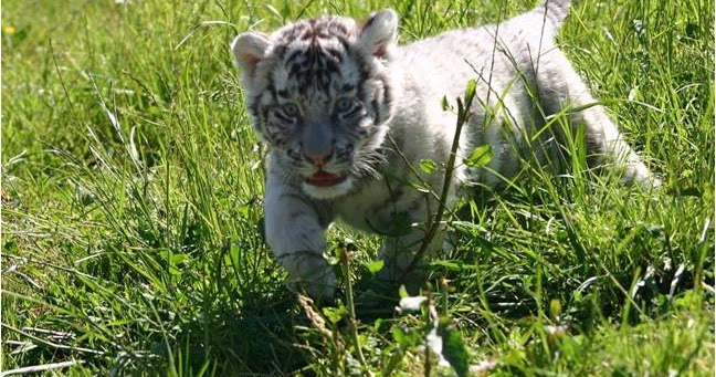 White Tiger Facts