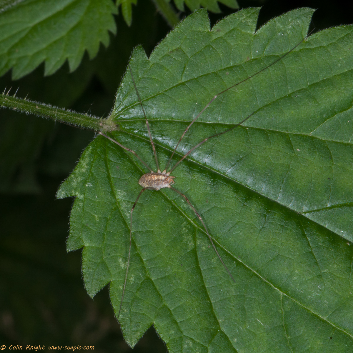 Postcards from Sussex: White Admirals and Yellow Water-lilies