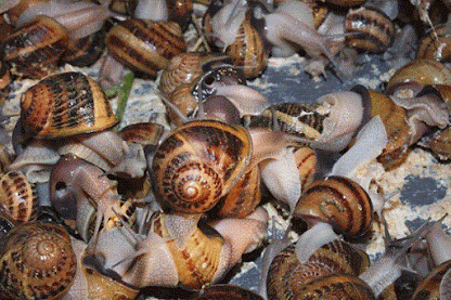 SNAIL EXPORT FROM NIGERIA