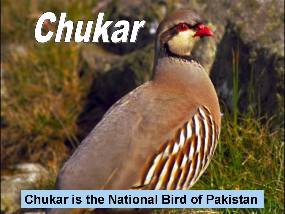 Spreebird wildlife: CHUKAR BIRD (National Bird of Pakistan)
