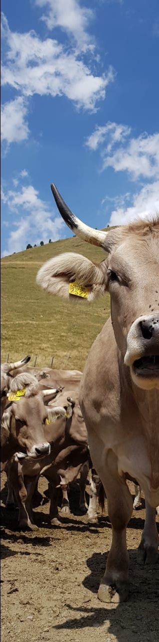 LES ARTS PLASTIQUES au lycée Comte de Foix: Photographie: le cadrage