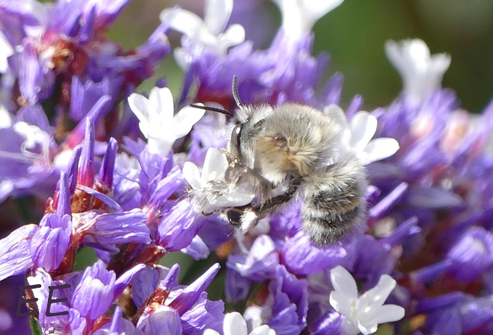 Mallorca es así también: Insectos de primavera en el jardín