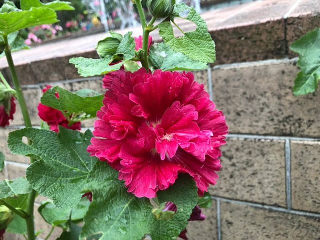 Divagar entre FLORES - ANIMAIS - NATUREZA: 🌸 As elegantes e lindas ...