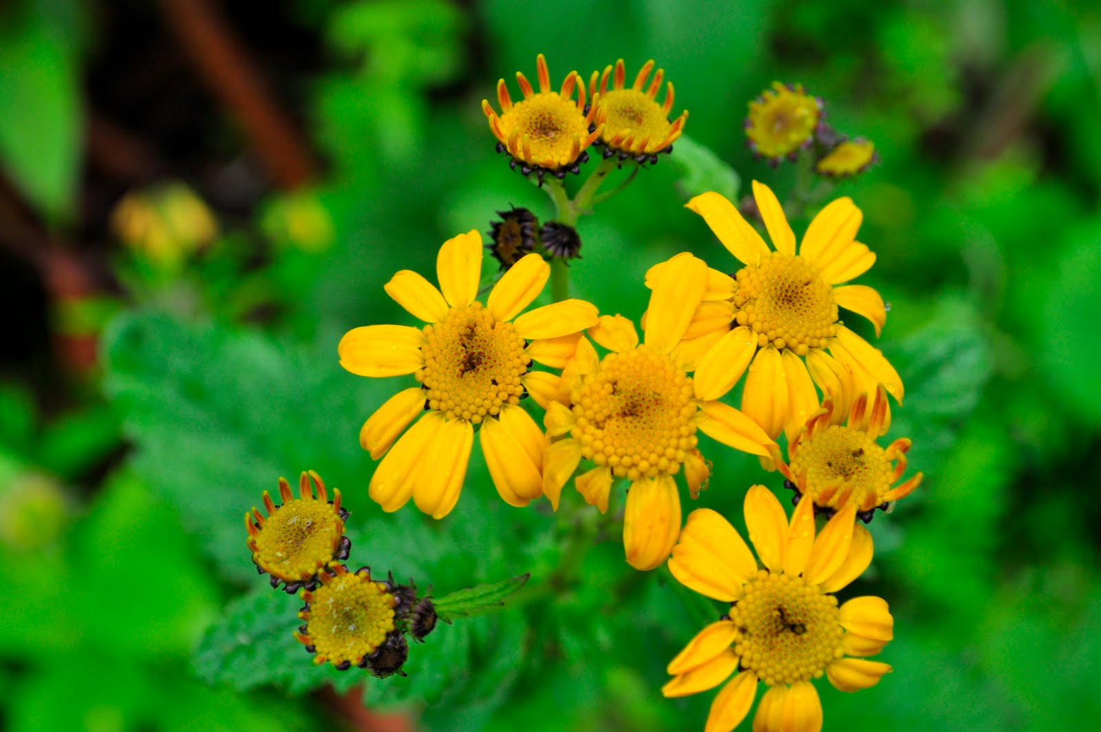 Nature photographe Blog: Valley Of Flower,a Heaven in Himalaya
