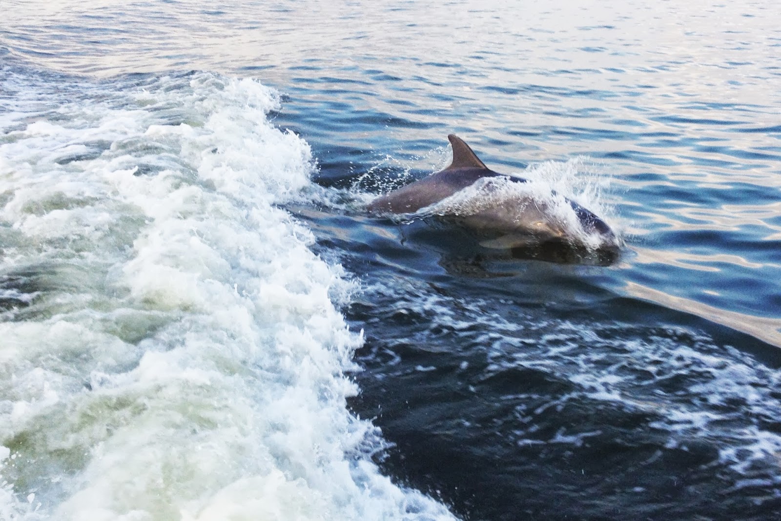 Adventures of Chubby the Dolphin: May 2013