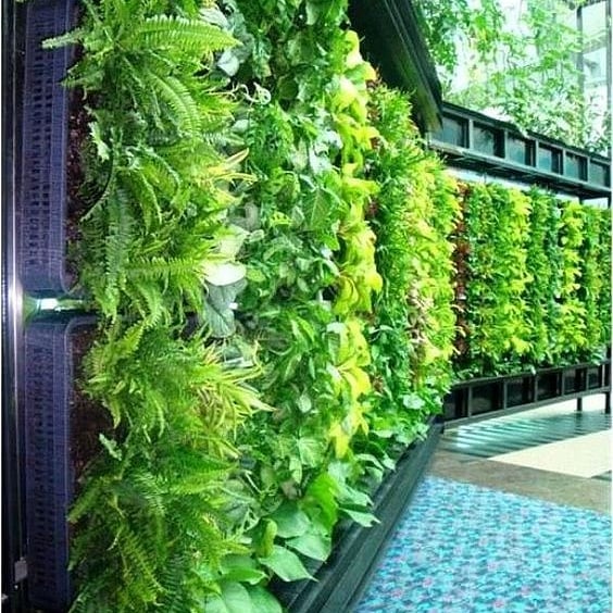 TUKANG TAMAN VERTICAL ATAU VERTICAL GARDEN SURABAYA