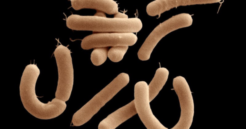 Gut bacteria spotted eating brain chemicals for the first time