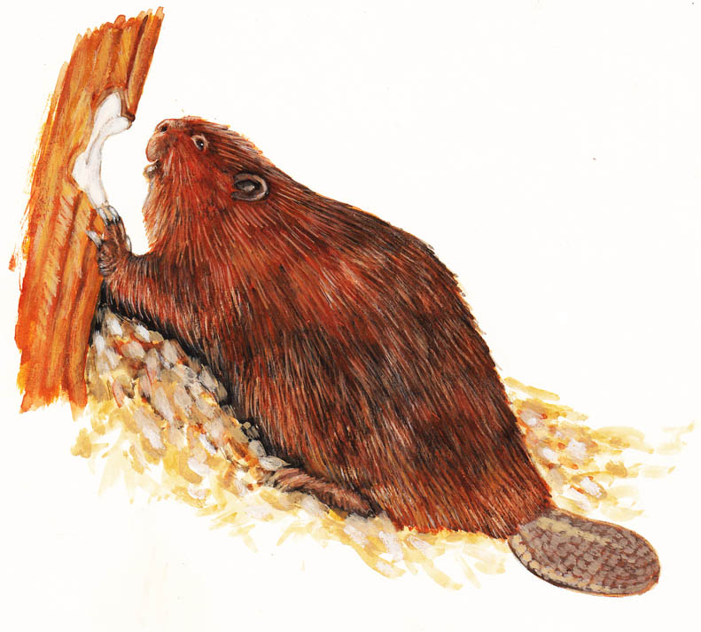 Ink hard: Nice beaver