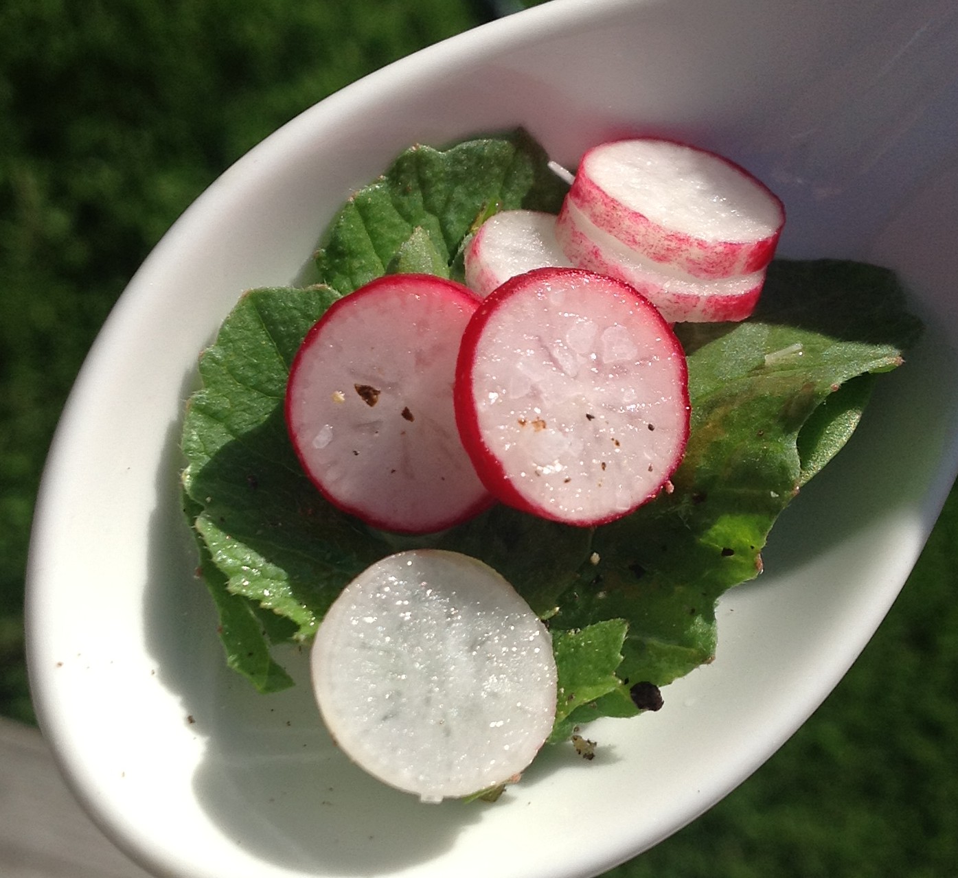 Greg's World on a Plate: First of the Season Radishes