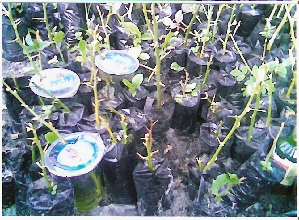 JERPAYA (Buah aneh): BUAH JERUK SEPERTI PEPAYA