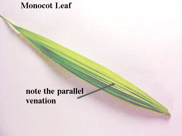Classification of Organisms : Part one
