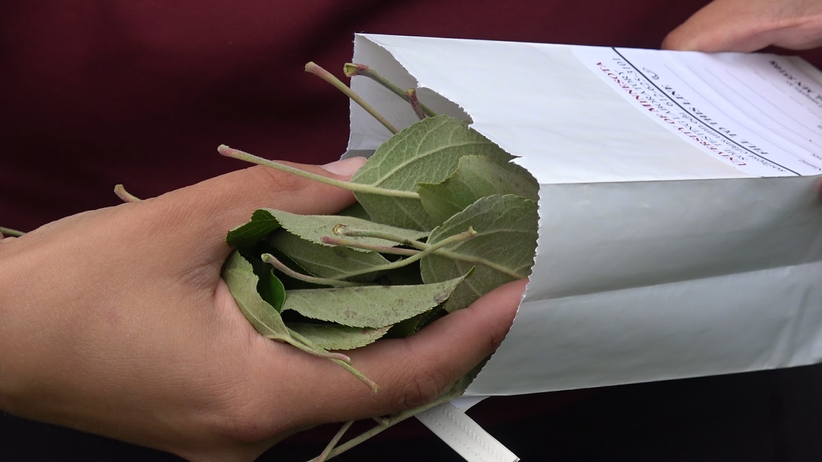 Foliar testing for fruit and vegetable crops