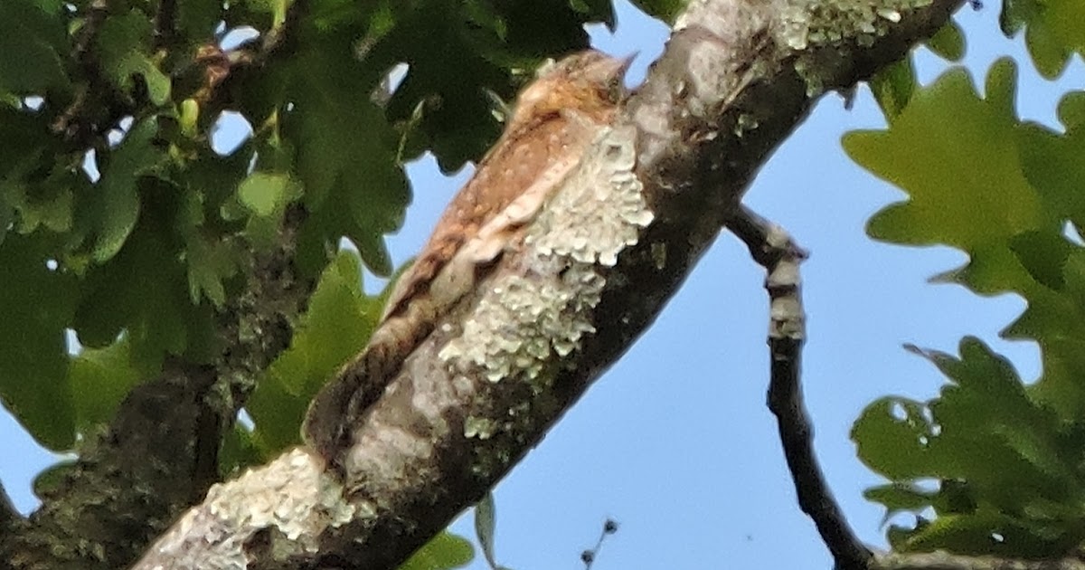 Adriawildlife: The Return of Old Snakey.