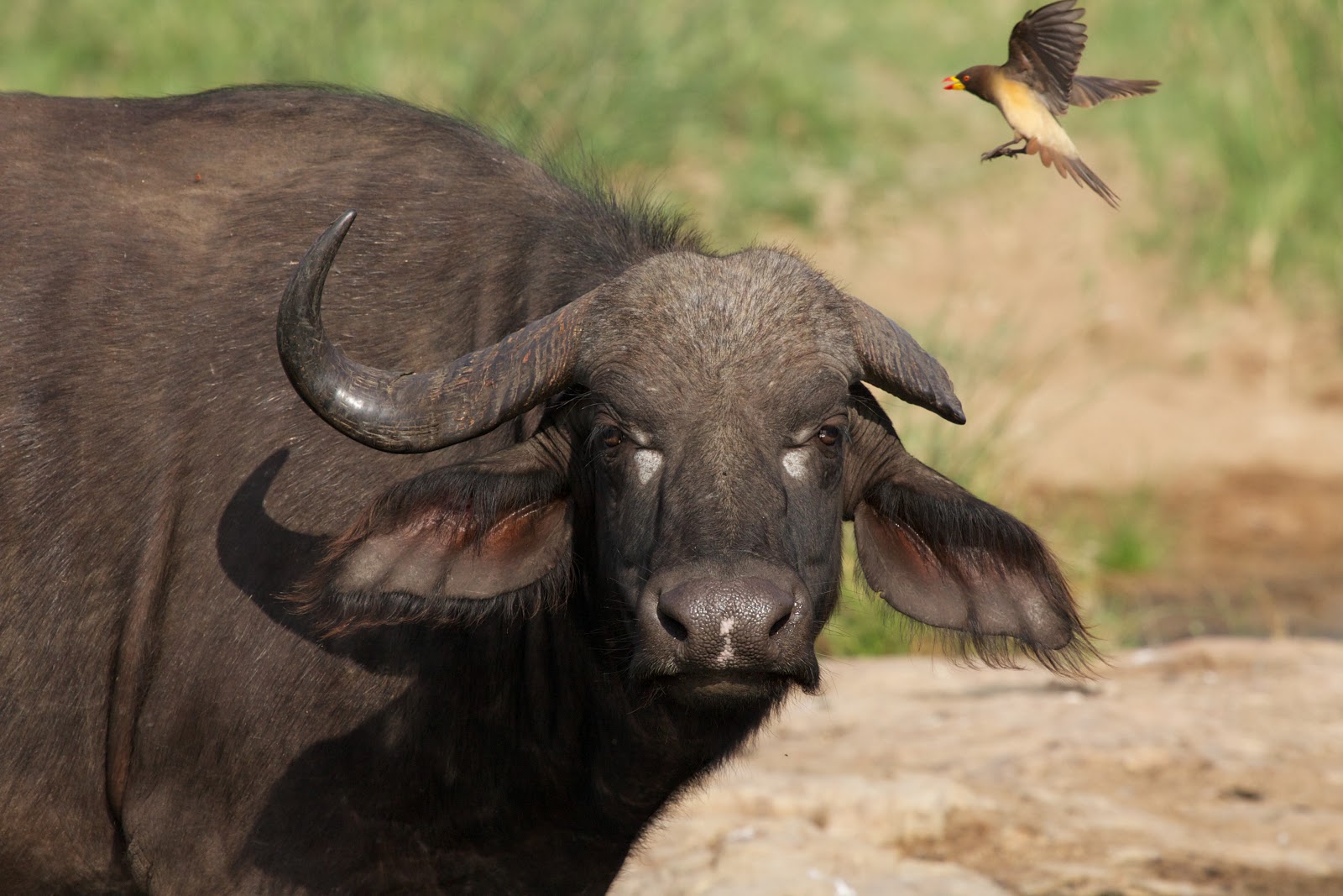 Zuid Afrika 2012: Foto's Krugerpark