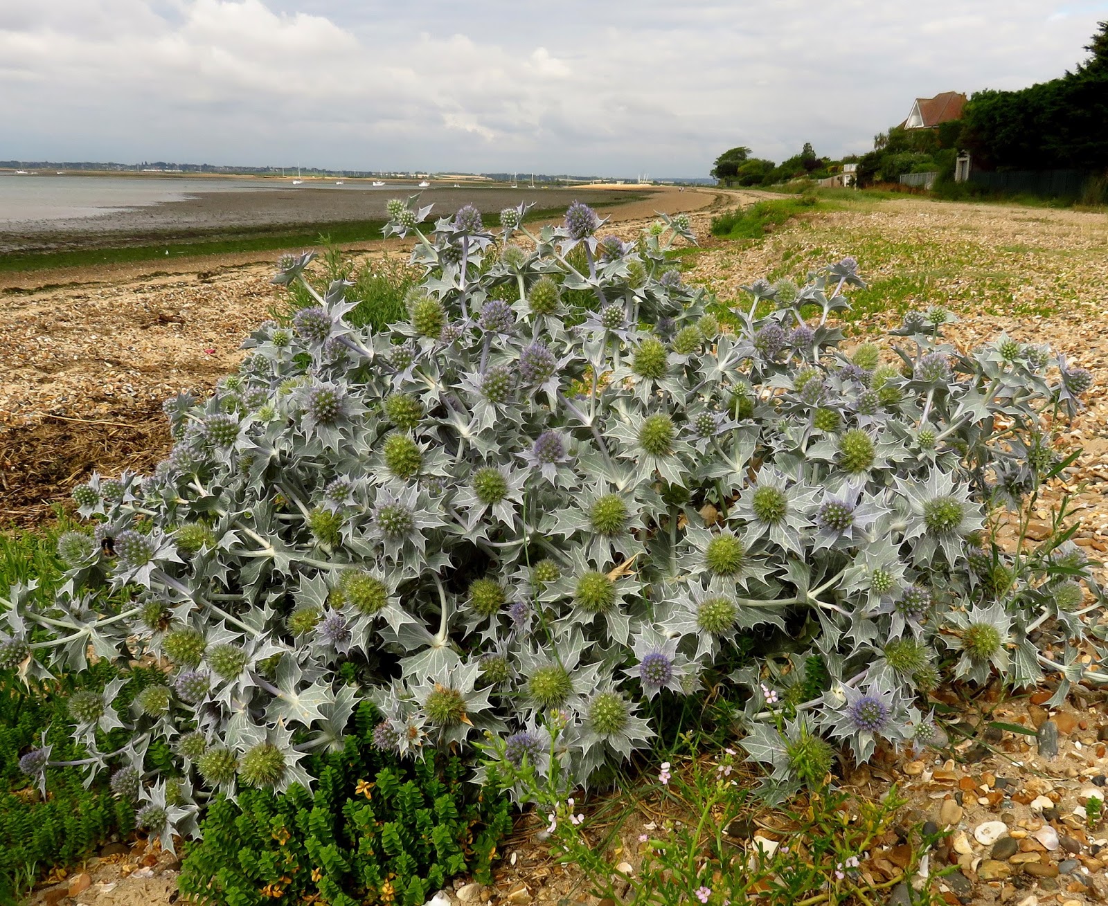 MERSEA WILDLIFE: SEASIDE PLANTS