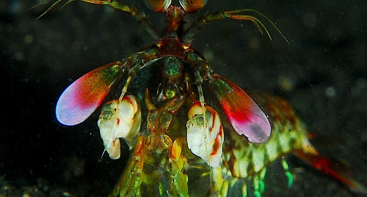 Animales en el Planeta: Gamba mantis o camarón mantis (Gonodactylus ...