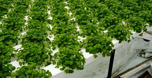 Hydroponics - Soil-less Gardening.