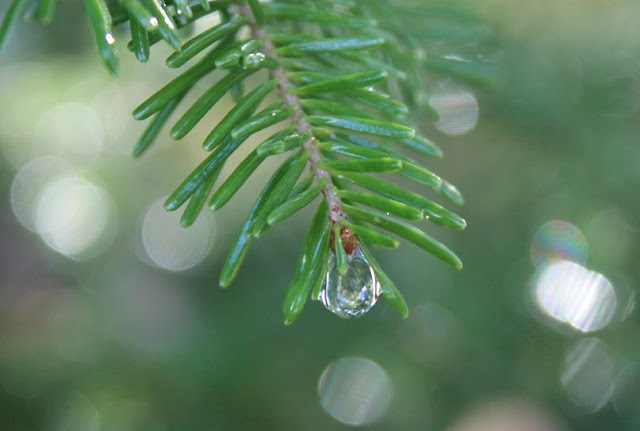 Tamarack Shack: Split Decision Quilt