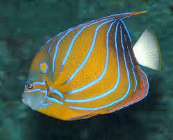 ANGEL-ANTHIAS-BANNER FISH ~ Indonesian marine fish and coral index