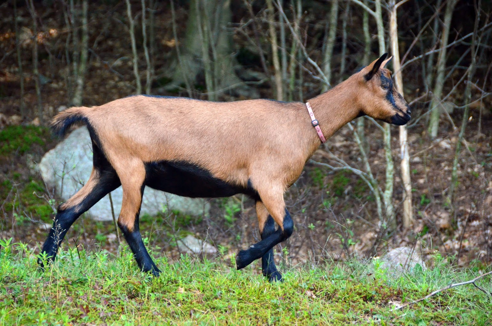 Butterscotch Farm: Breed Profile #8: Oberhasli Goats