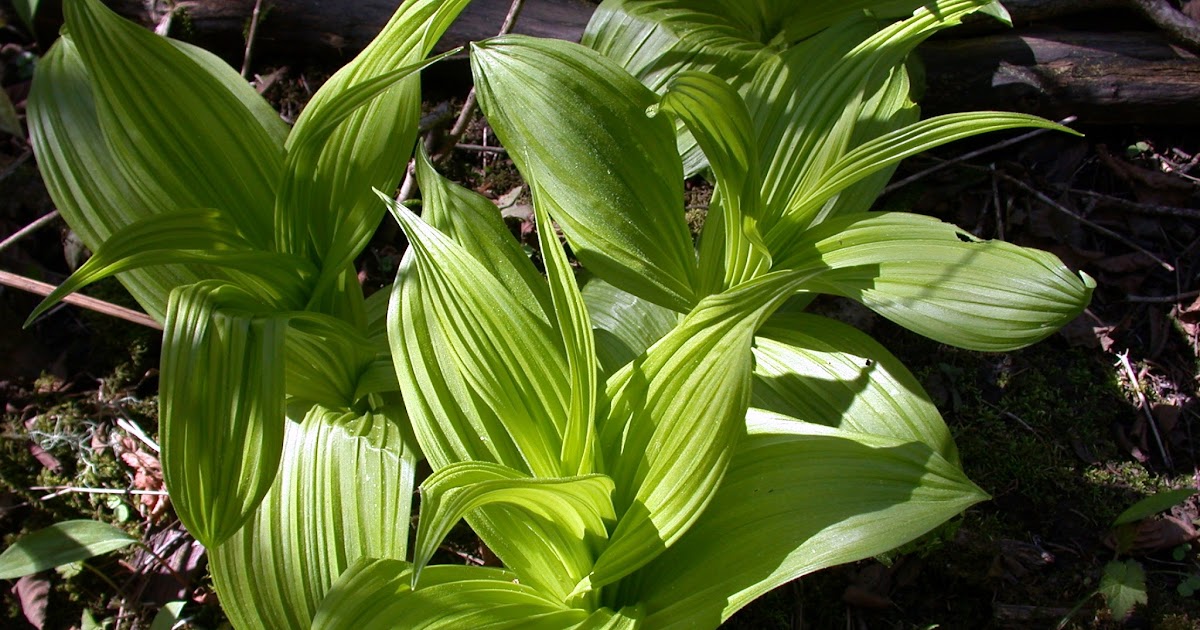 Carnet naturaliste: Vérâtre vert, Veratrum viride, Indian Poke