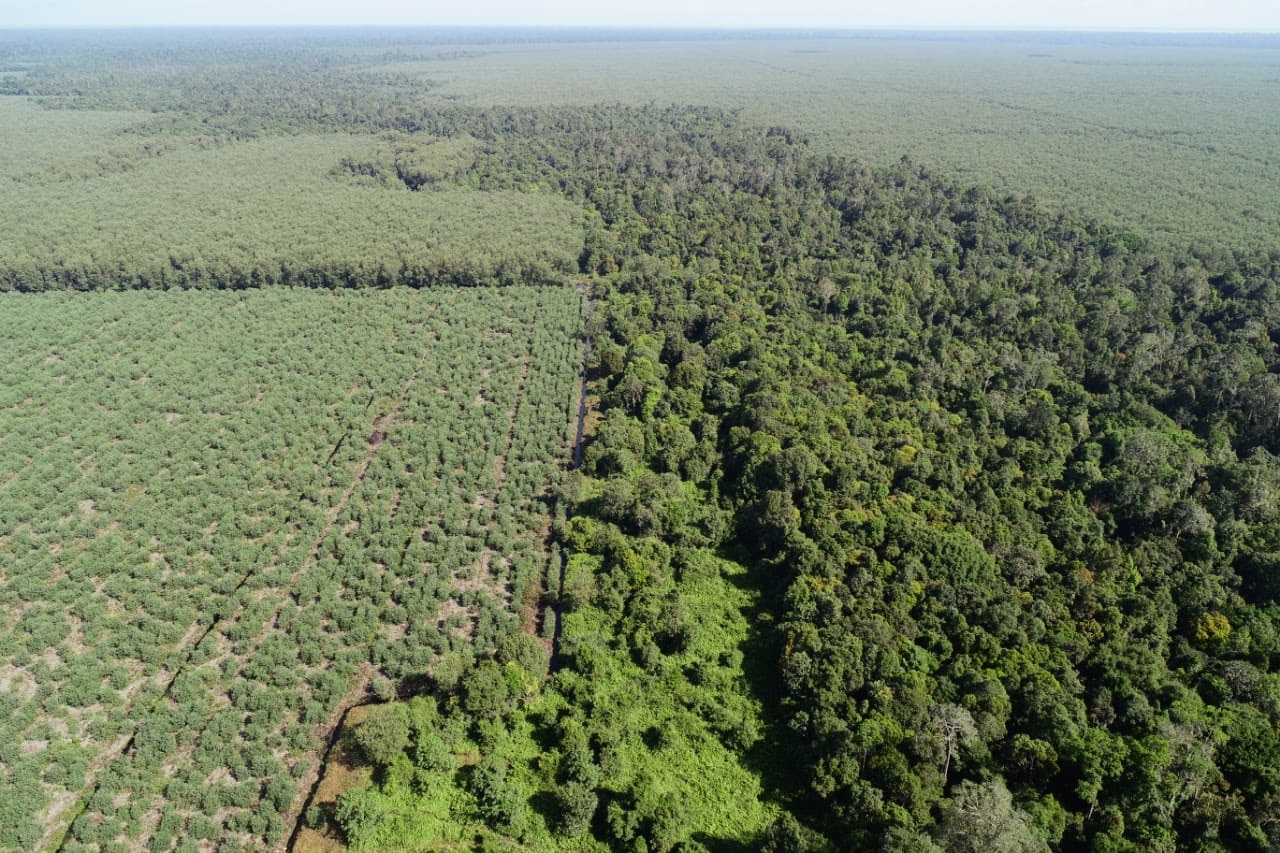 Forest Restoration EN: 2021