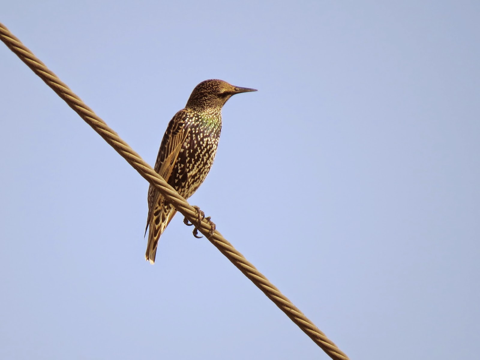 Birds in Delhi(India): Common Starling