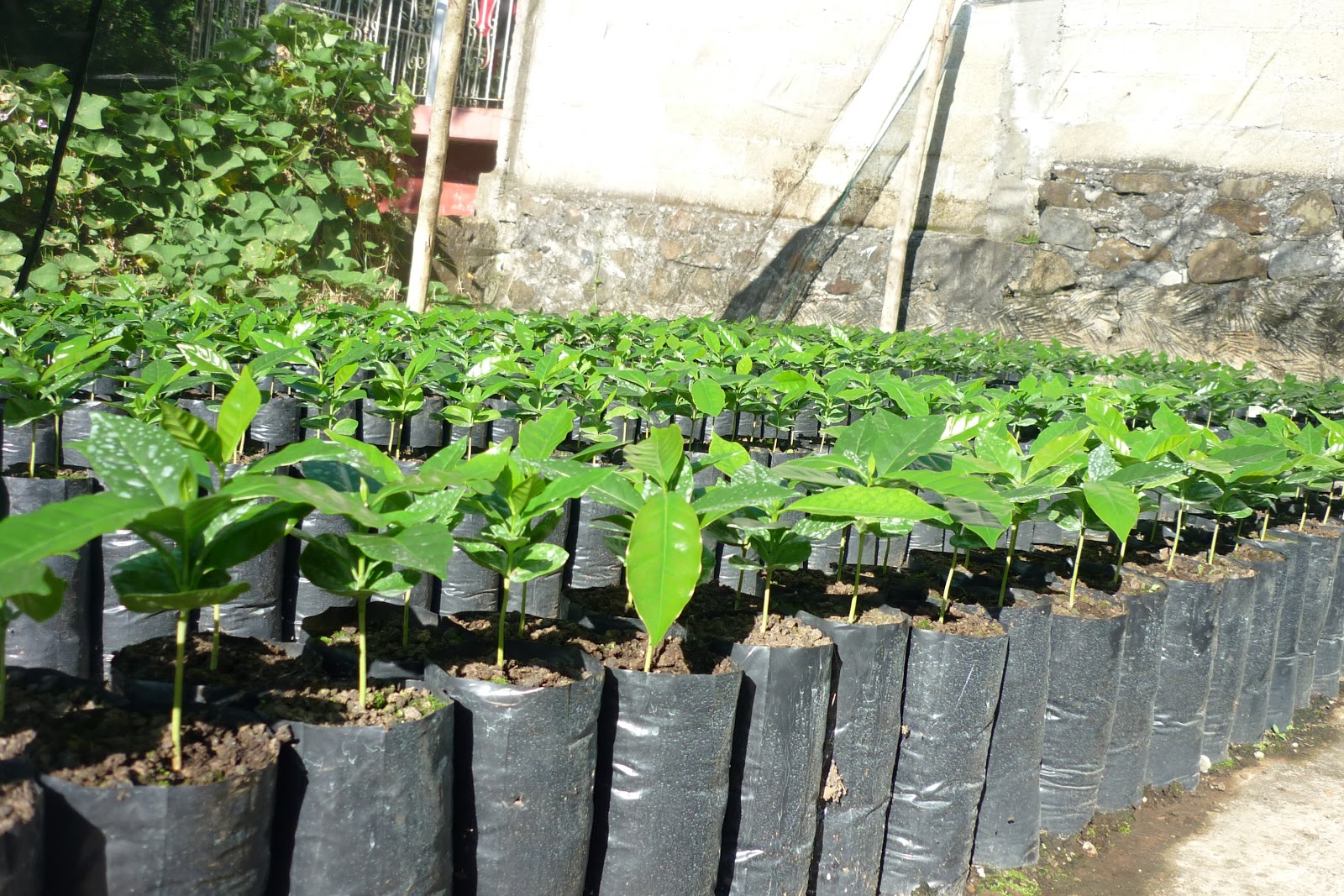 Café, Campo y Ambiente: Planeacion de planteles de café y renovación de ...