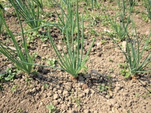 Raw Edible Plants: Shallots (Allium cepa var aggregatum)