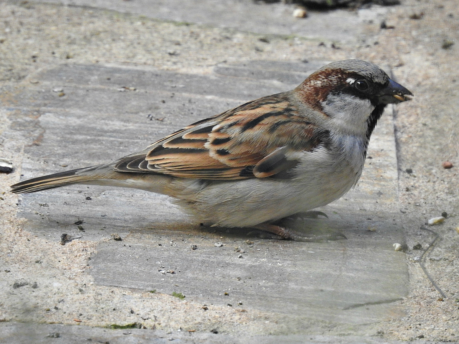 El Saúco - Industrias y andanzas de un naturalista ibérico: Gorriones ...