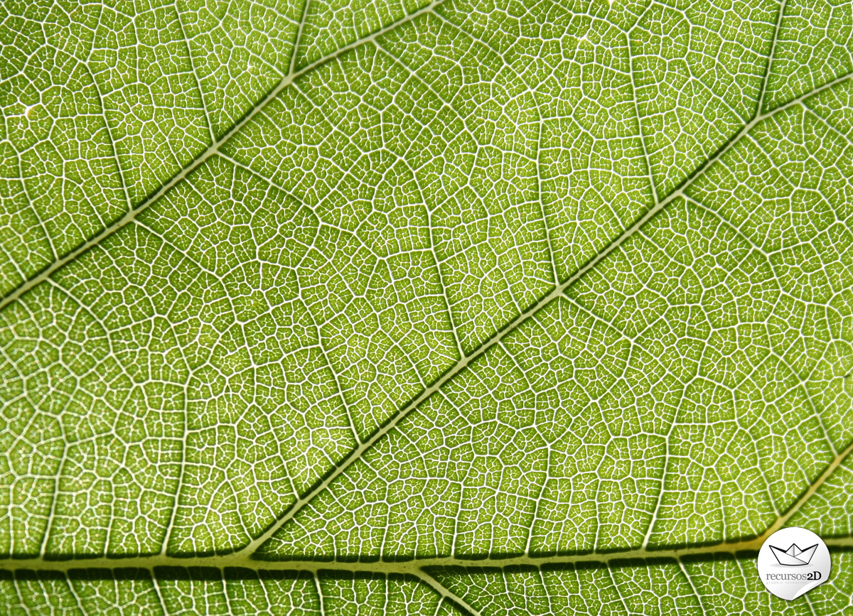 9 Macro Texturas de hojas vegetales (9 Leaves Macro Textures) | Recursos 2D