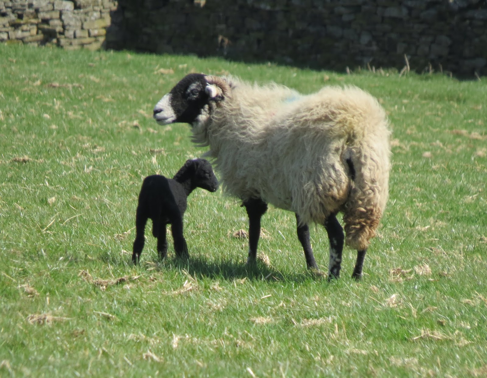 Pry House Farm www.upperswaledaleholidays.co.uk: What a surprise! - A ...