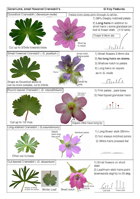 Violets and others: Geraniums and Storksbills Key Features